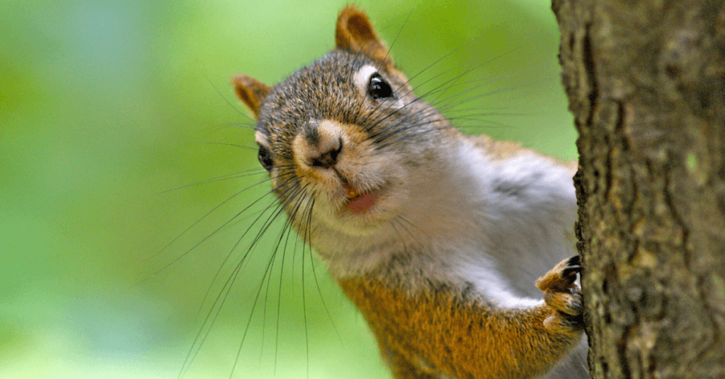 SQUIRREL NUT HUNT BOARD GAME - Healthy Family Living in Metro Vancouver