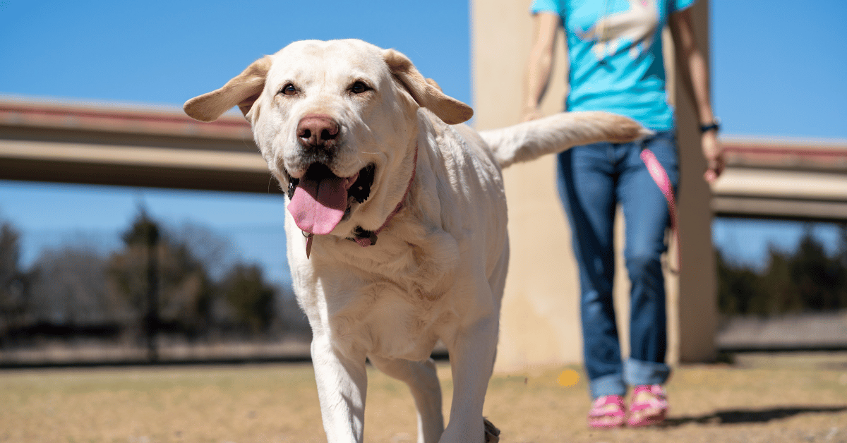 25 AMAZING DOG PARKS IN METRO VANCOUVER - Healthy Family Living in ...